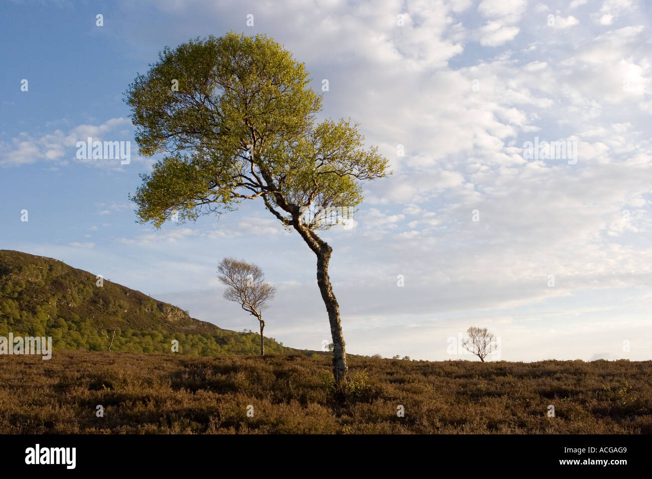 Juniper understorey hi-res stock photography and images - Alamy
