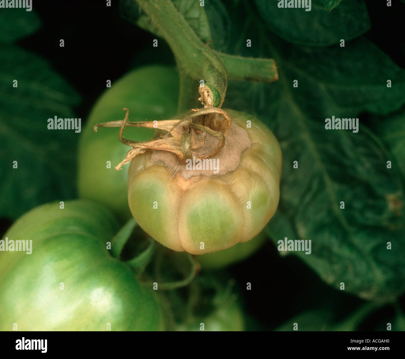 Grey mould Botrytis cinerea development at the stem end of a young ...