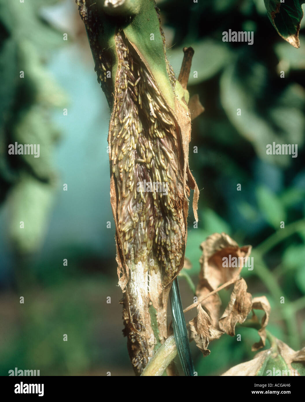 Adventitious roots caused by a bacterial infection Pseudomonas ...