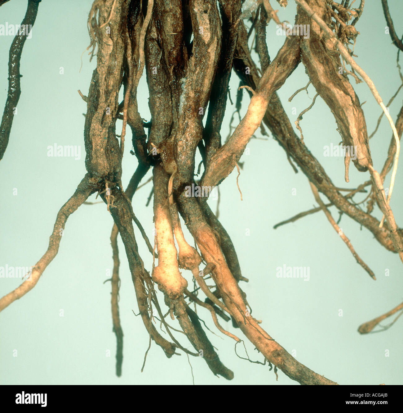 Corky root Pyrenochaeta lycopersici disease tomato root Stock Photo - Alamy