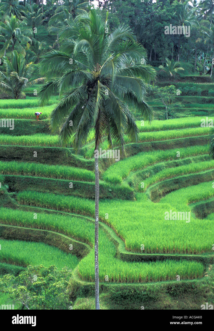 Rice terraces in Bali indonesia Stock Photo - Alamy