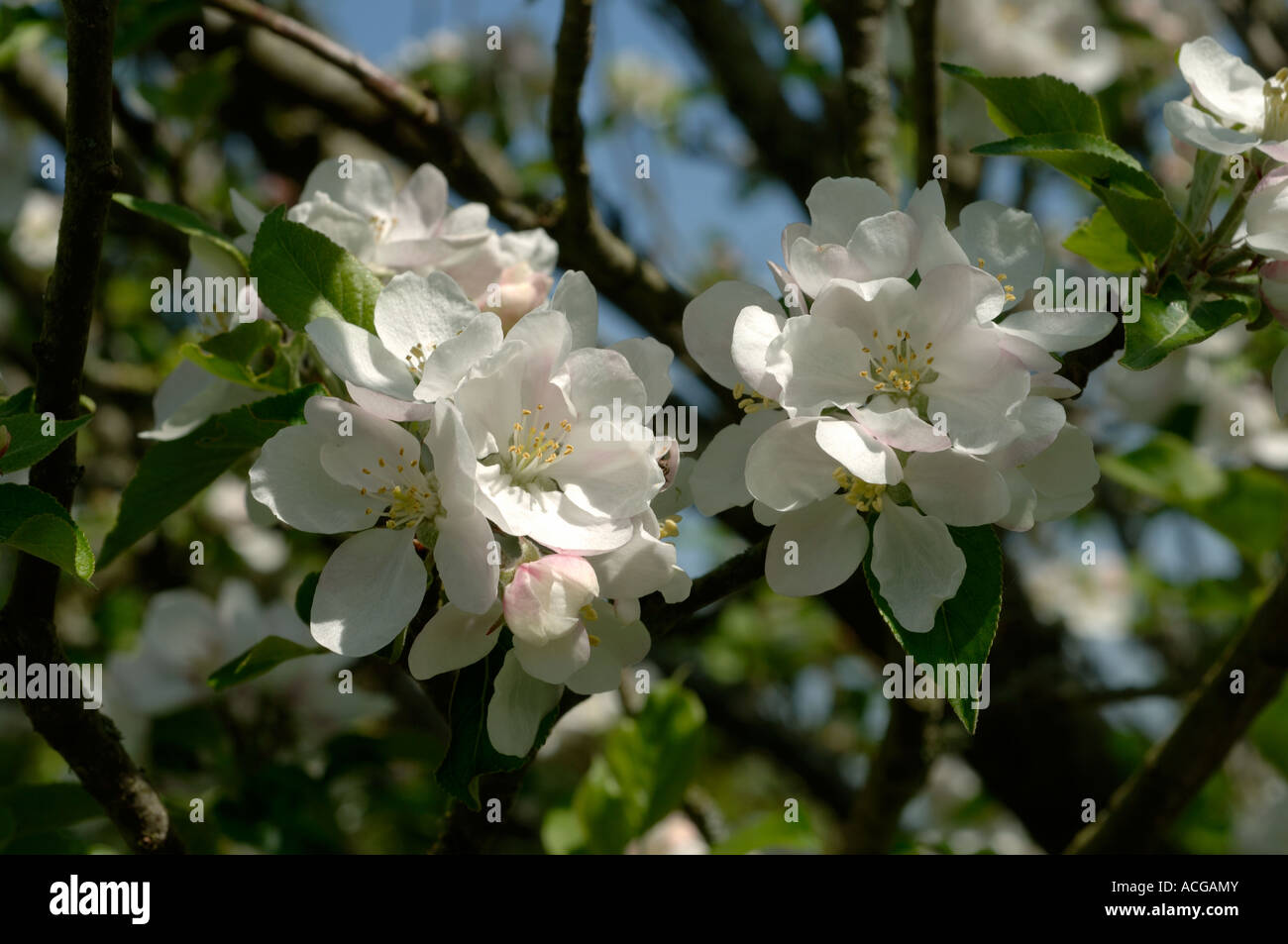 Flowers on a Discovery apple tree Devon Stock Photo - Alamy