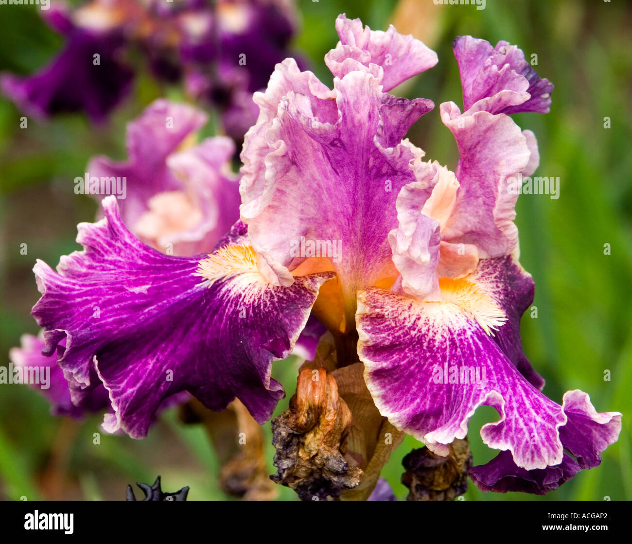 Violet Iris flower blooming Stock Photo - Alamy