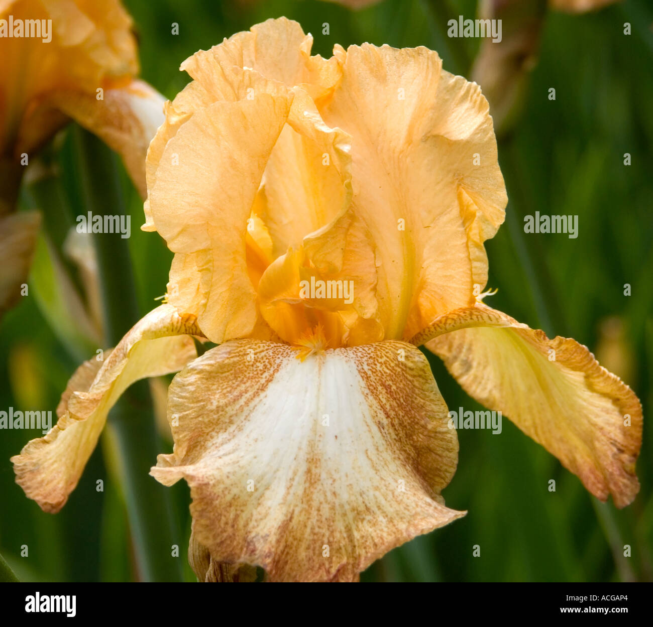 Beige iris hi-res stock photography and images - Alamy