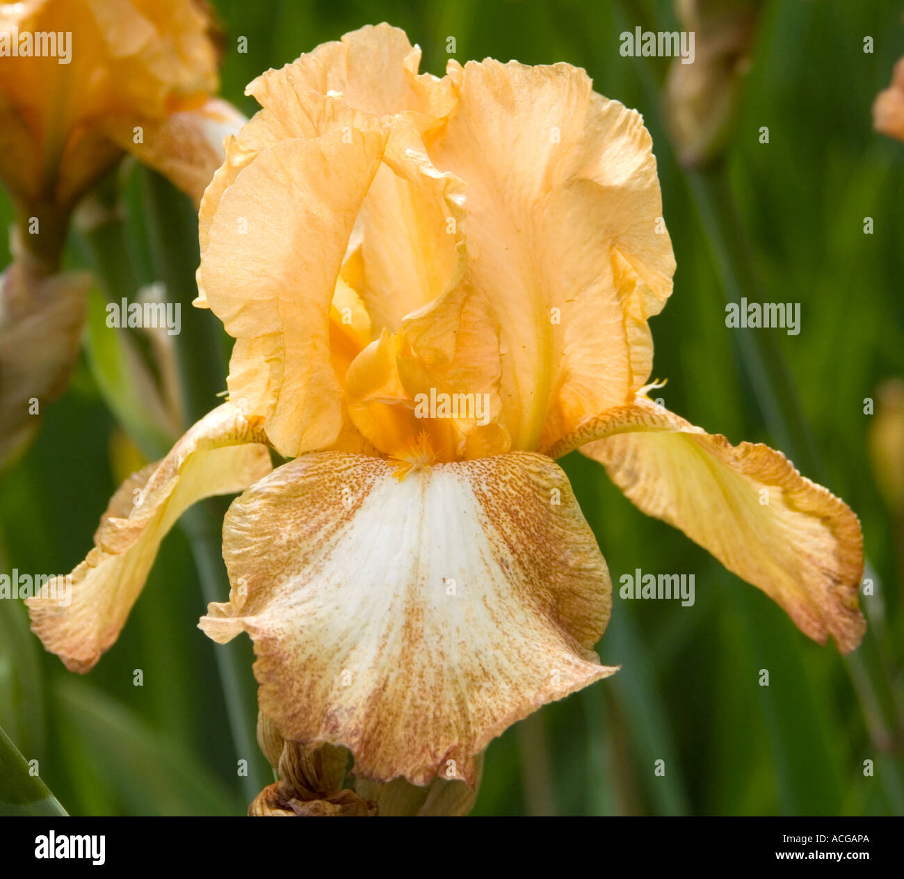 Beige iris flower blooming hi-res stock photography and images - Alamy