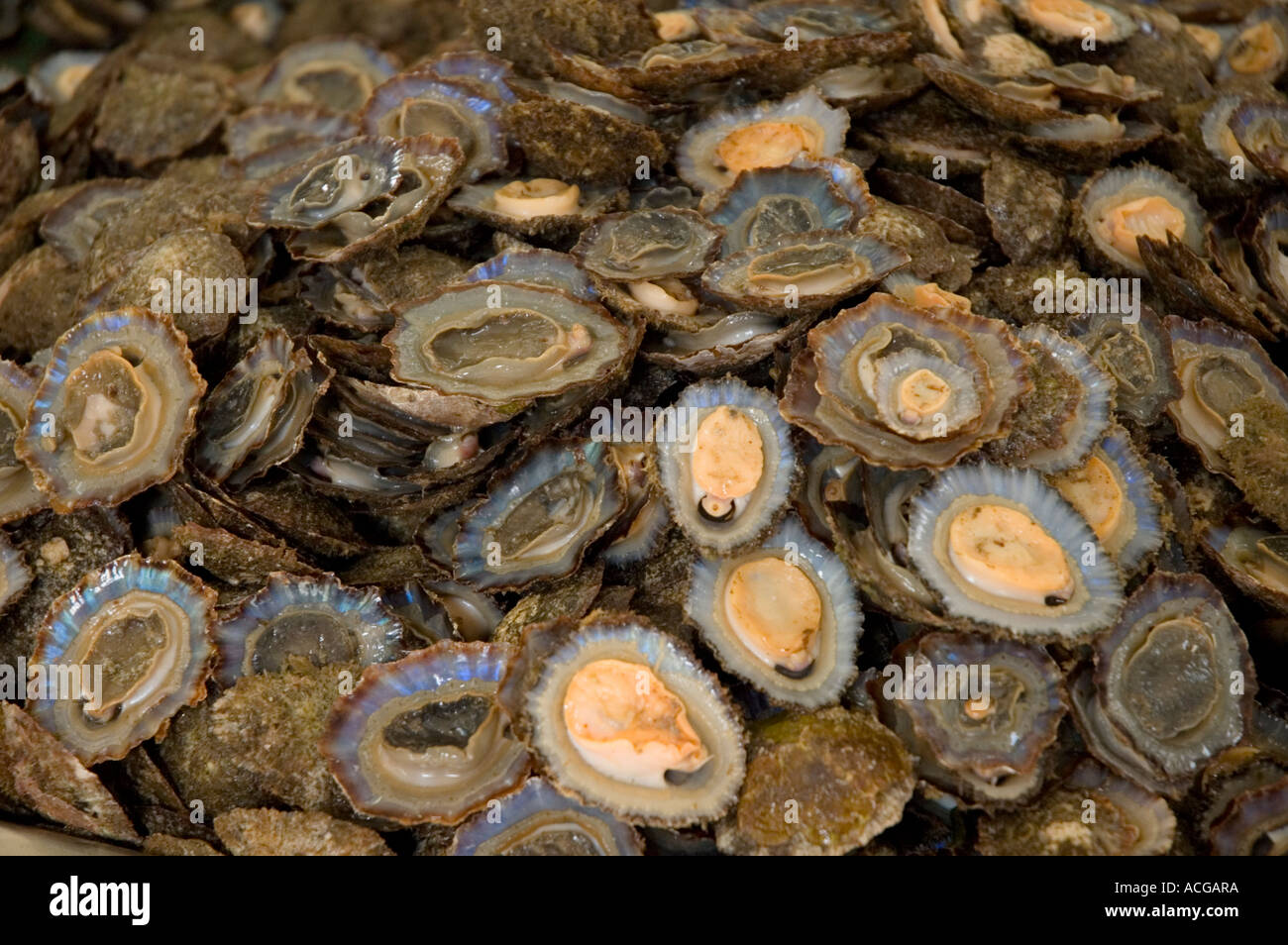 Fresh limpets at the fish market at the Mercado dos Lavradores Funchal ...