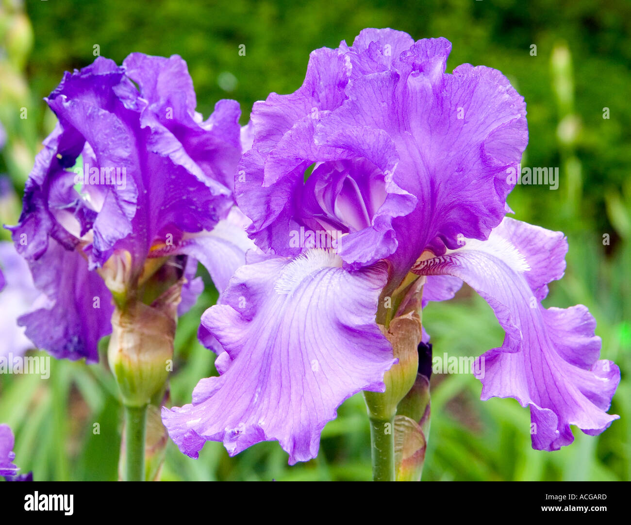 Violet Iris flowers blooming Stock Photo - Alamy