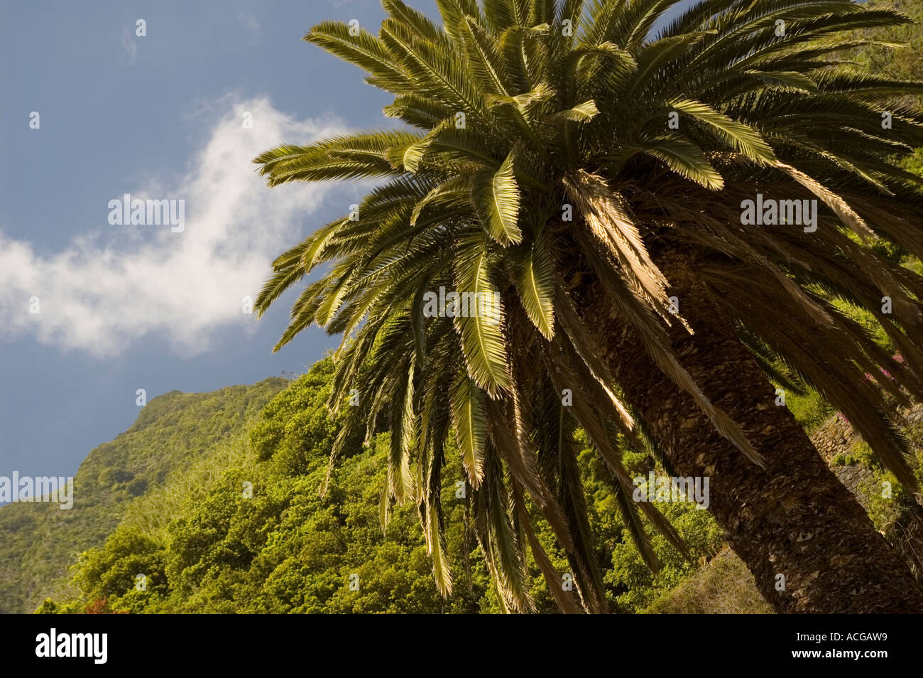 A palm tree in front of lush countryside in Madeira Stock Photo - Alamy