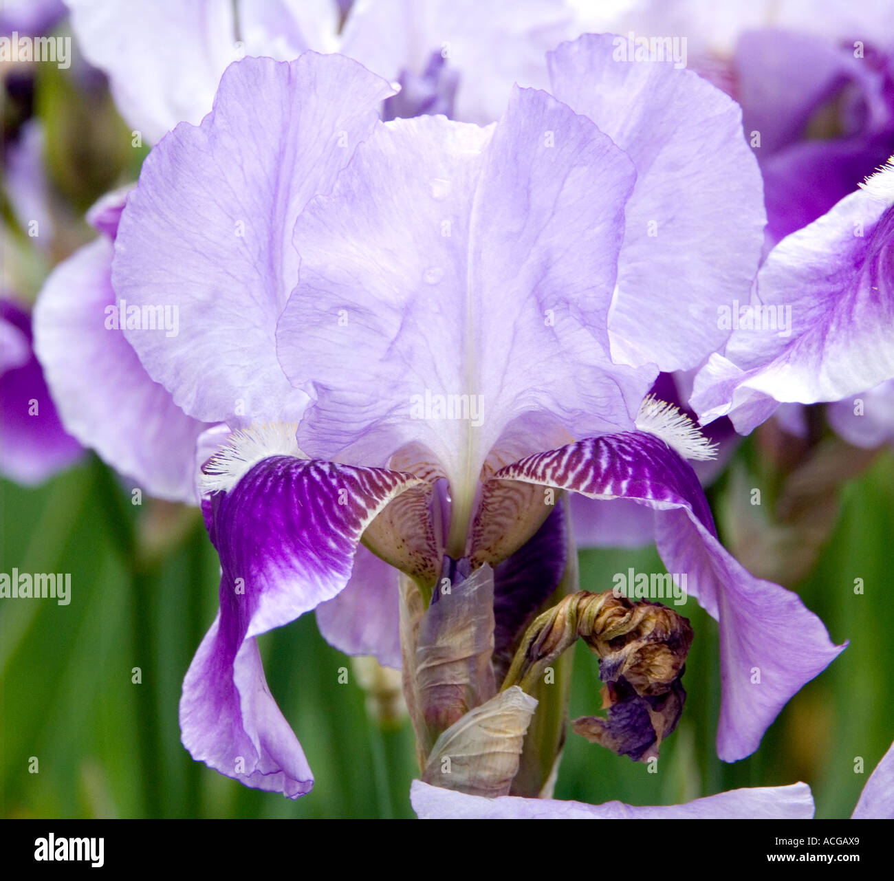 Violet Iris flower blooming Stock Photo - Alamy