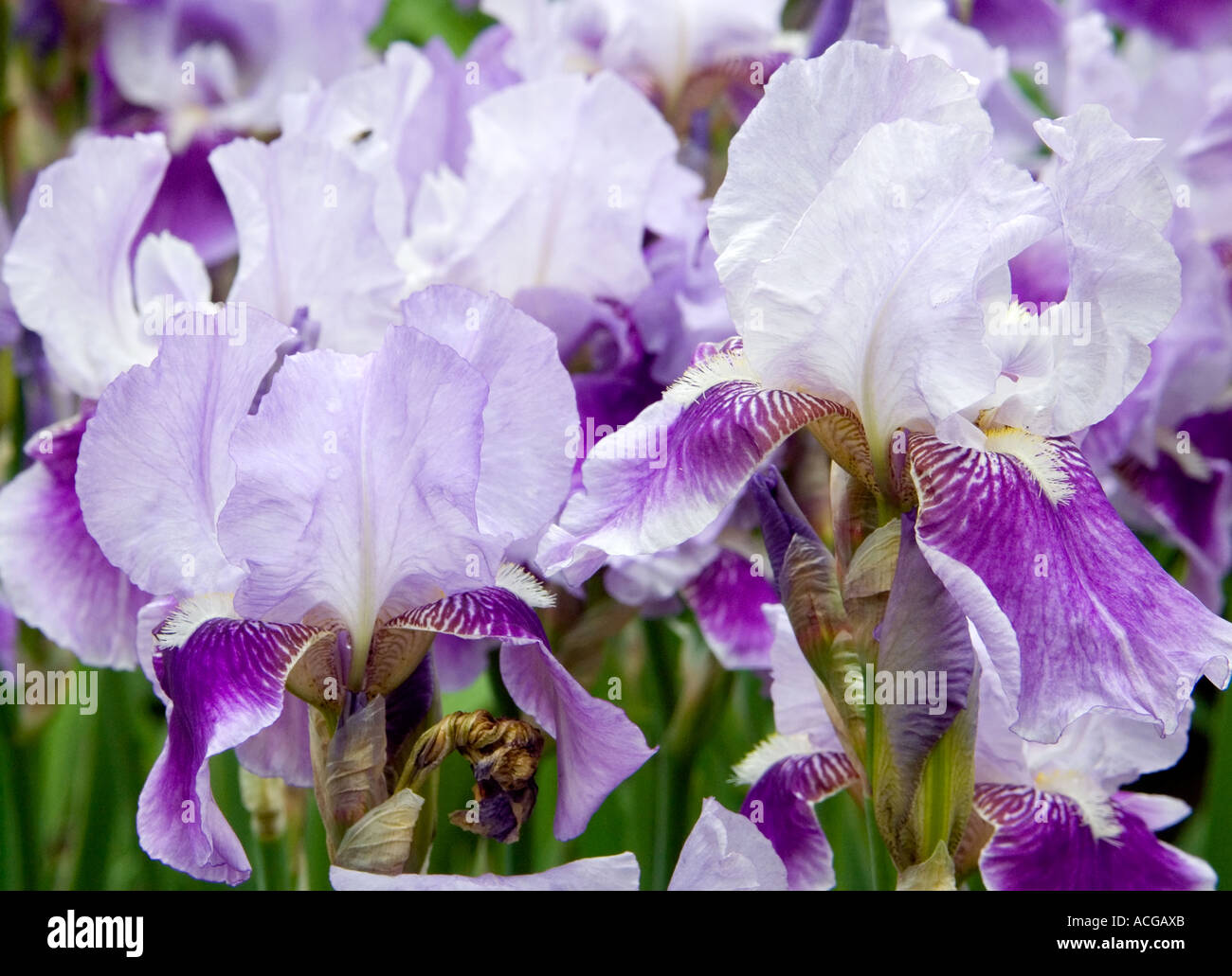 Violet Iris flowers blooming Stock Photo - Alamy