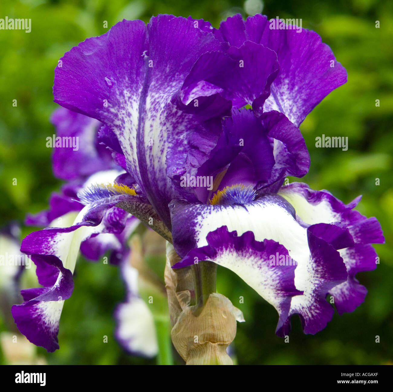 Violet Iris flower blooming Stock Photo - Alamy