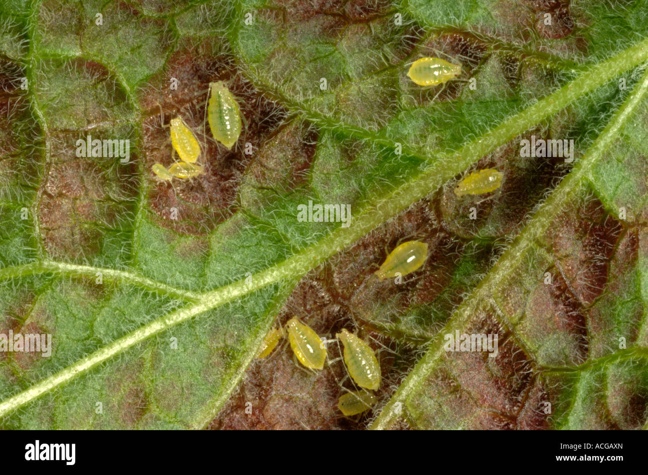 Red currant blister aphid Cryptomyzus ribis on red currant leaf ...