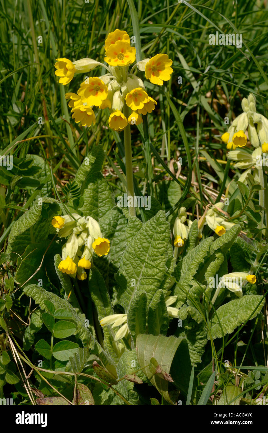 Cowslip primrose hi-res stock photography and images - Alamy