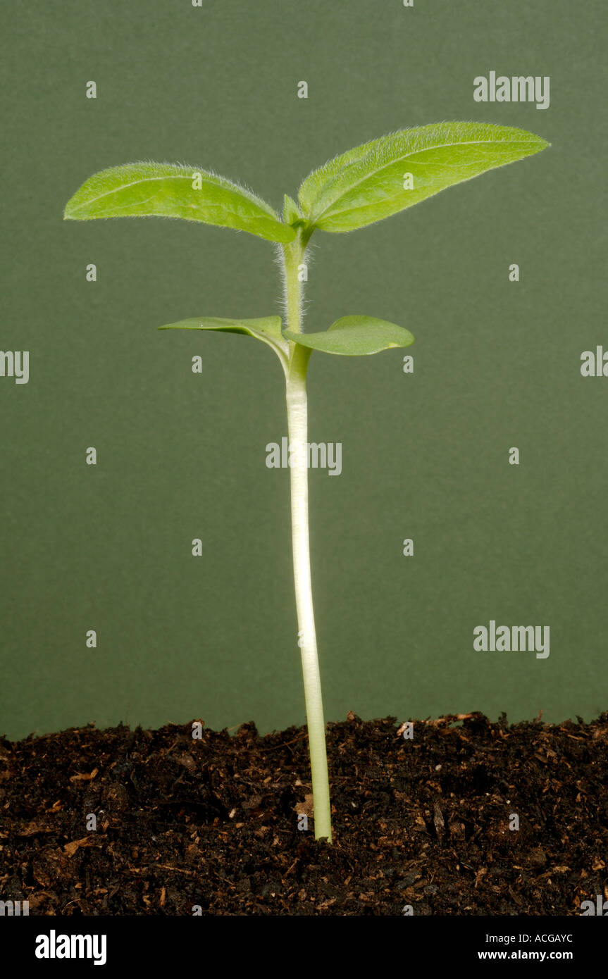 A sunflower Helianthus annuus seedling with two true leaves forming ...
