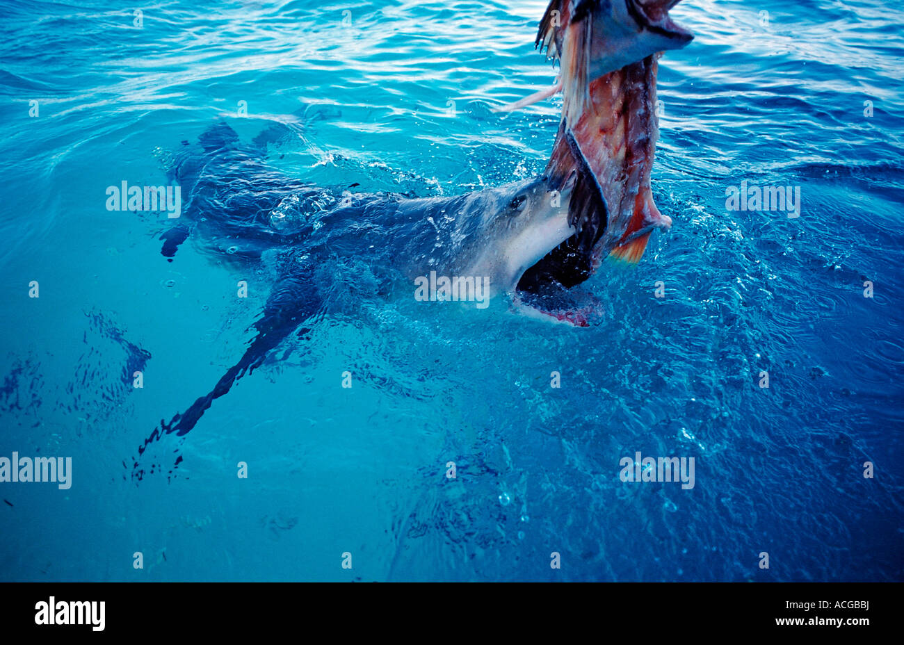 Biting fins hi-res stock photography and images - Alamy
