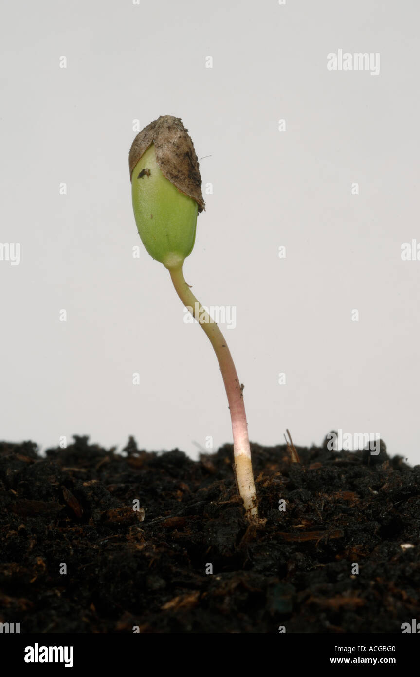 Apple seedling Malus communis with cotyledons still trapped by the seed ...