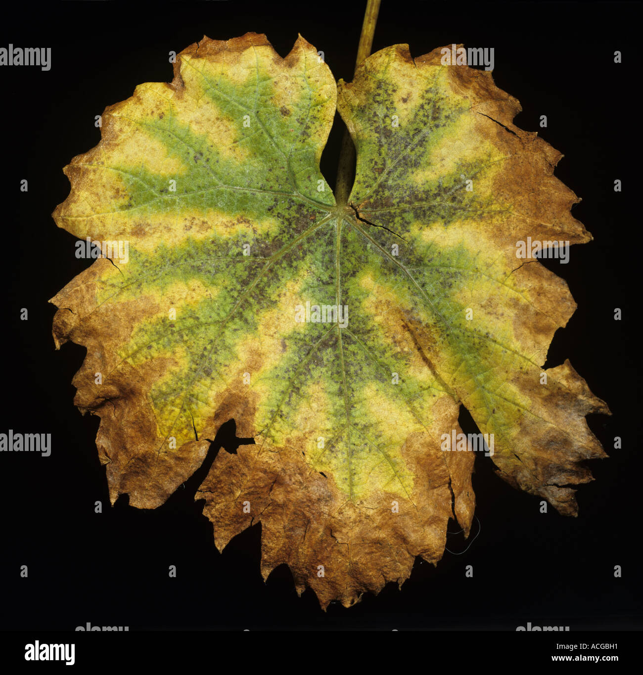 Marginal necrosis and chlorosis caused by potassium deficiency to a Stock Photo: 7514192 - Alamy