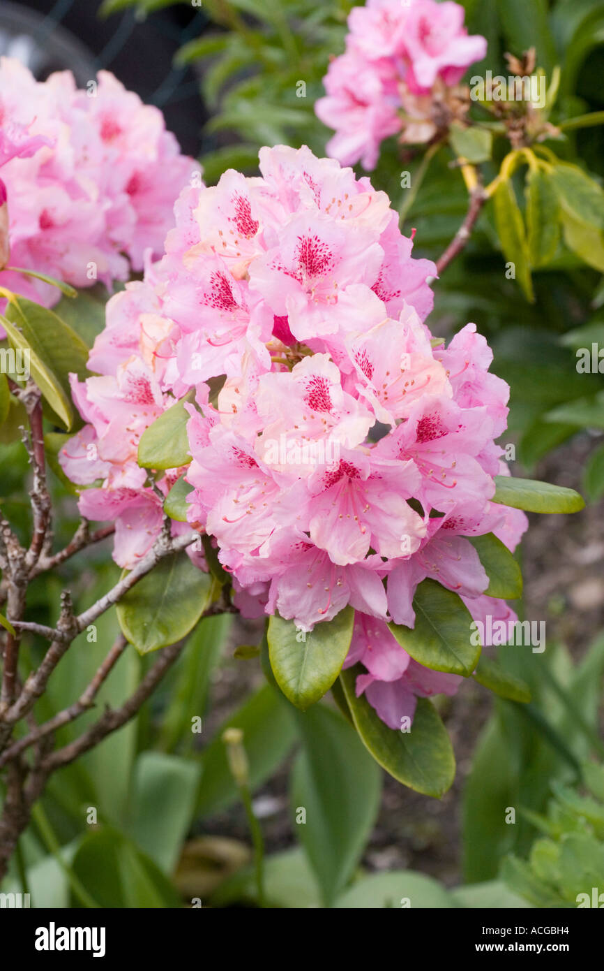 Pink rhododendron flowers Stock Photo - Alamy