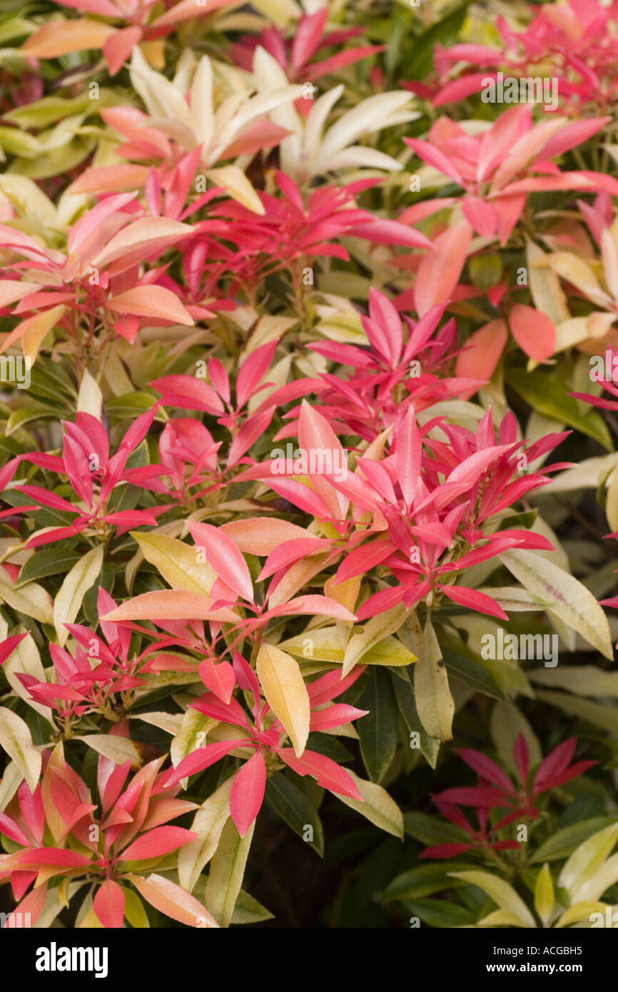 Pieris leaves plant Stock Photo - Alamy