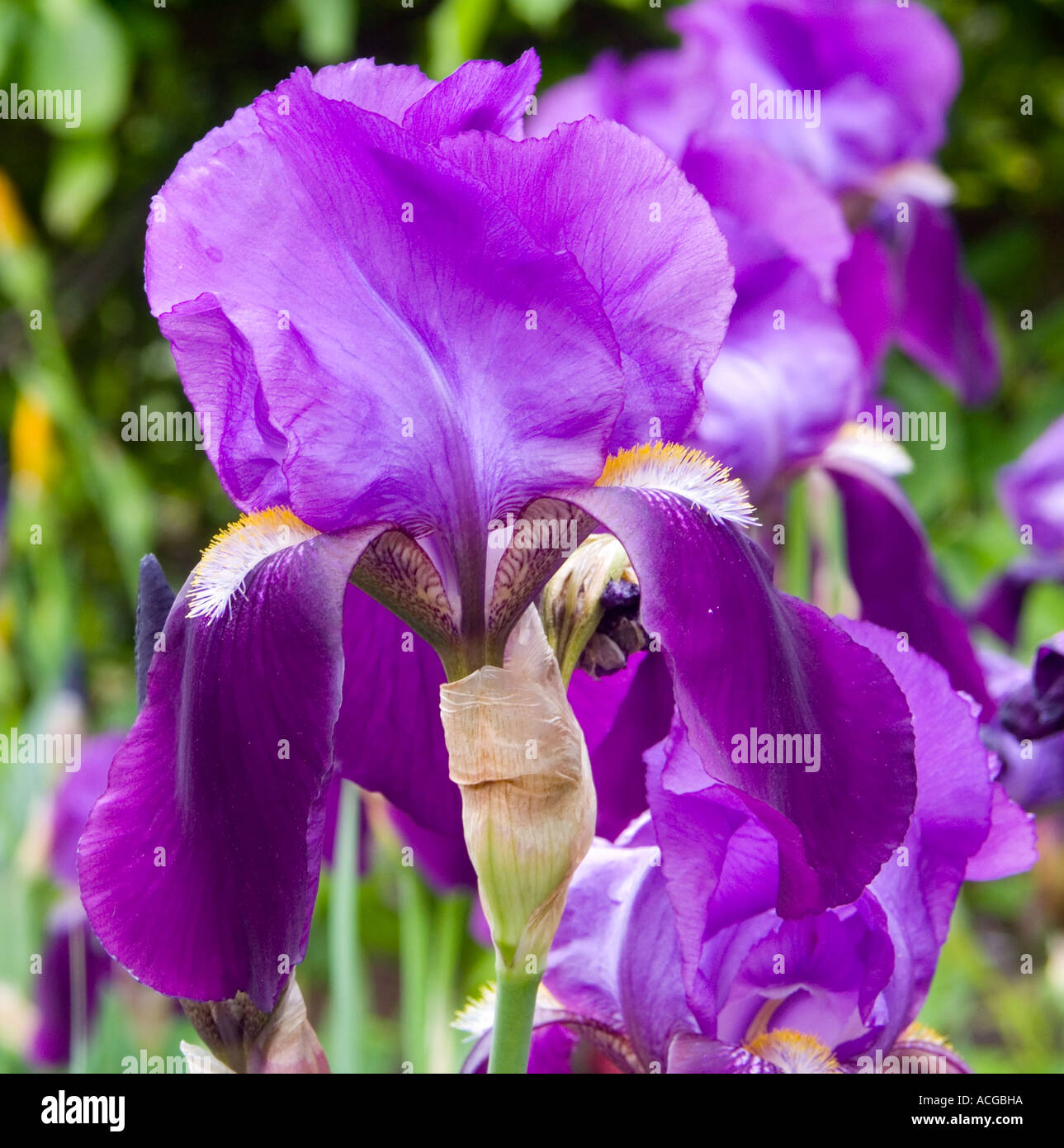 Violet Iris flower blooming Stock Photo - Alamy