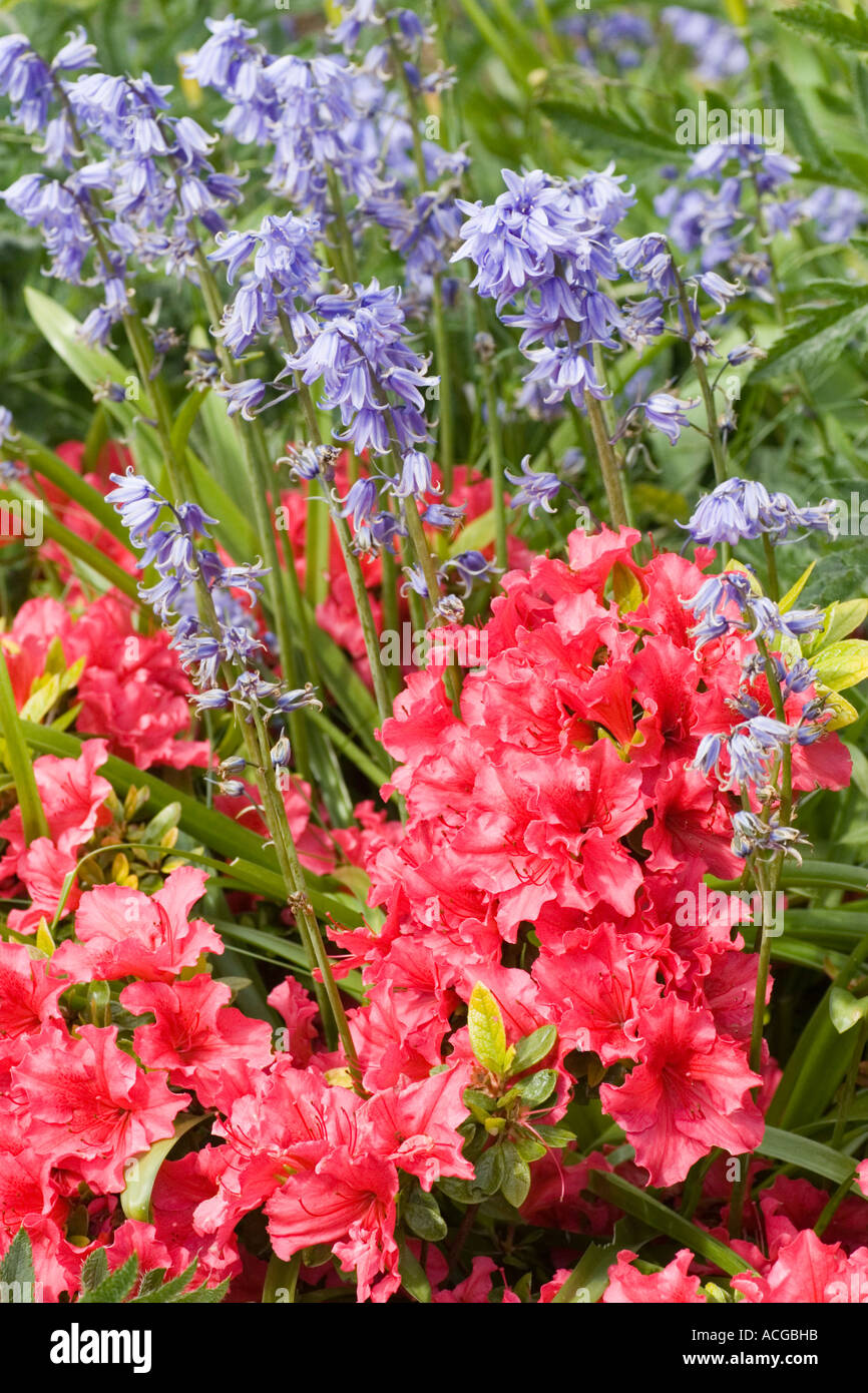Azelia hi-res stock photography and images - Alamy
