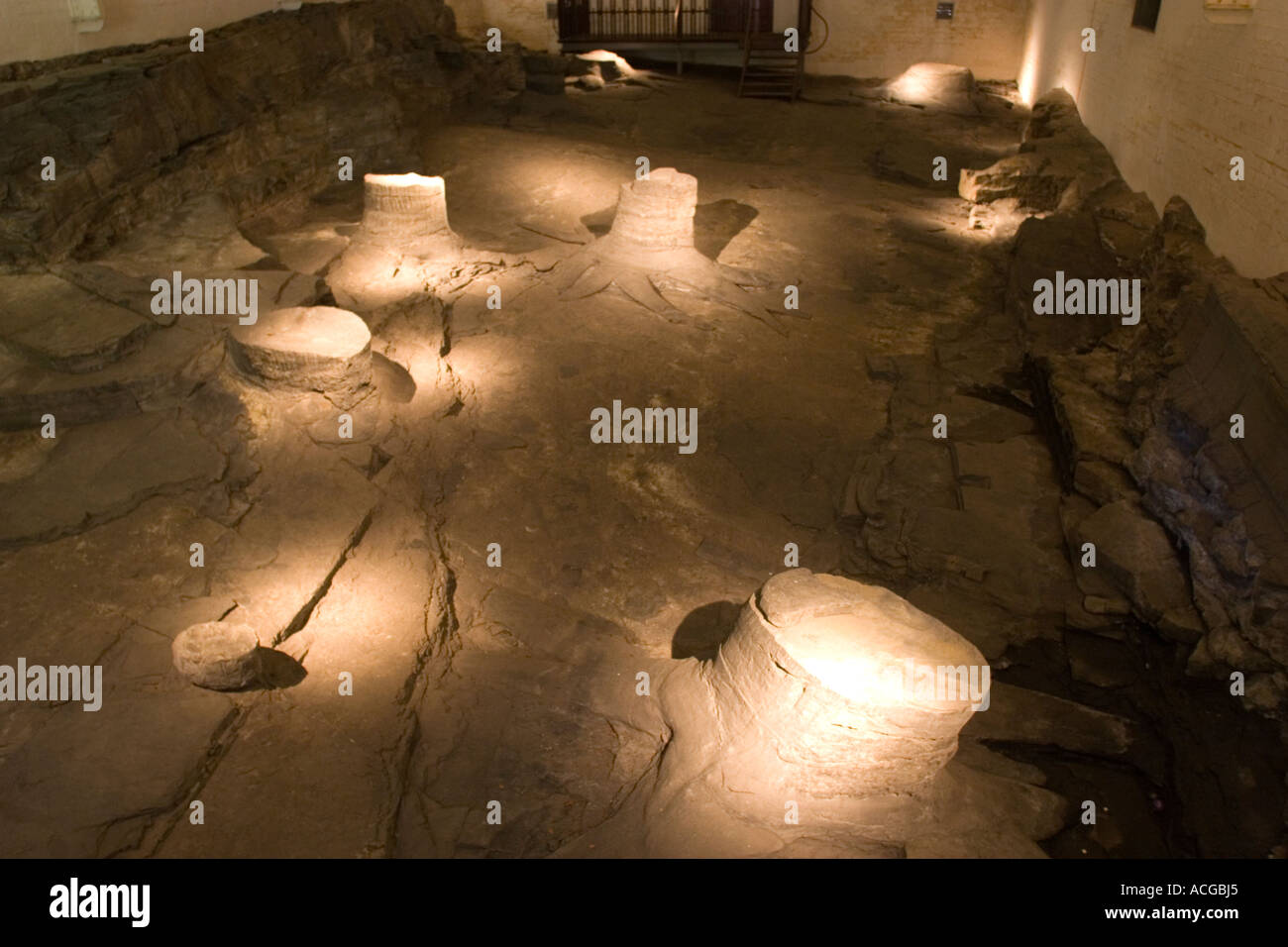 Fossil grove at victoria park glasgow hi-res stock photography and ...