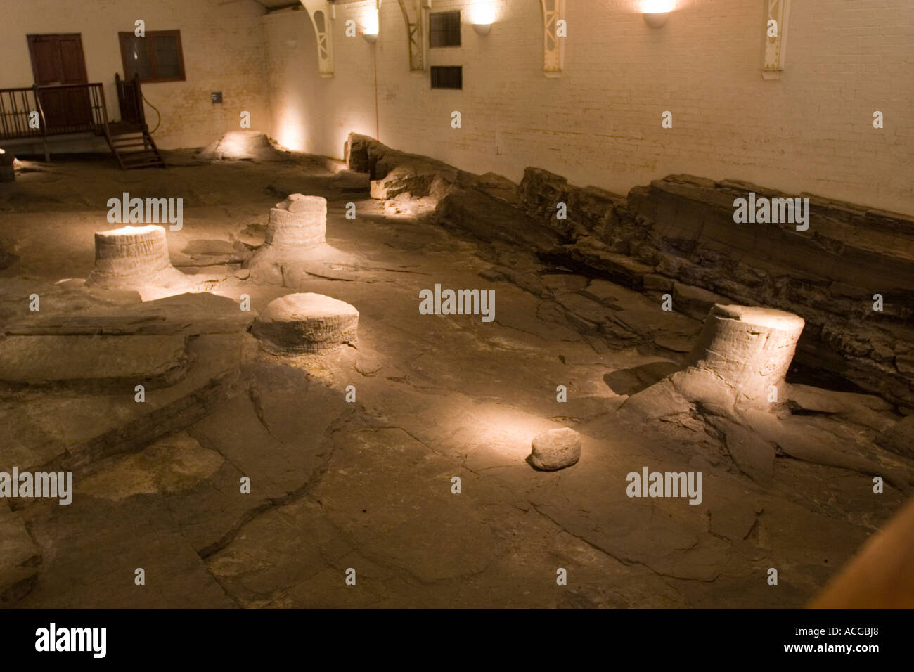 Petrified trees at fossil grove hi-res stock photography and images - Alamy