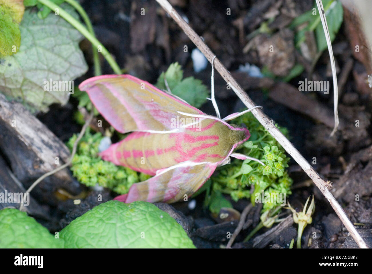 Elephant hawk moth at rest Stock Photo - Alamy
