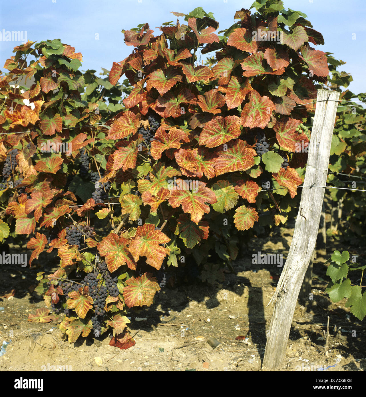Magnesium deficiency symptoms on Pinot Noir grapevine in fruit Stock ...