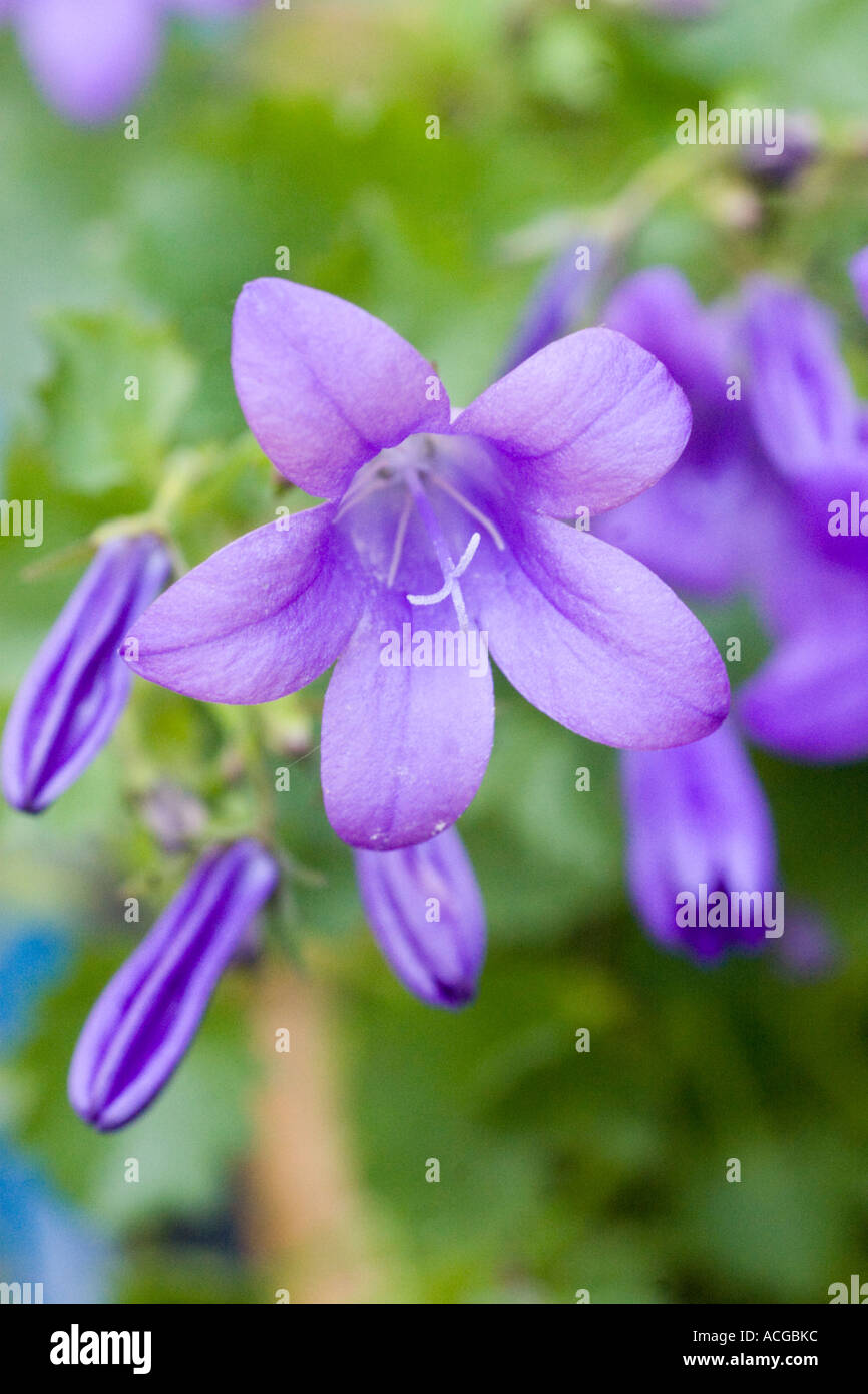 Companula hi-res stock photography and images - Alamy