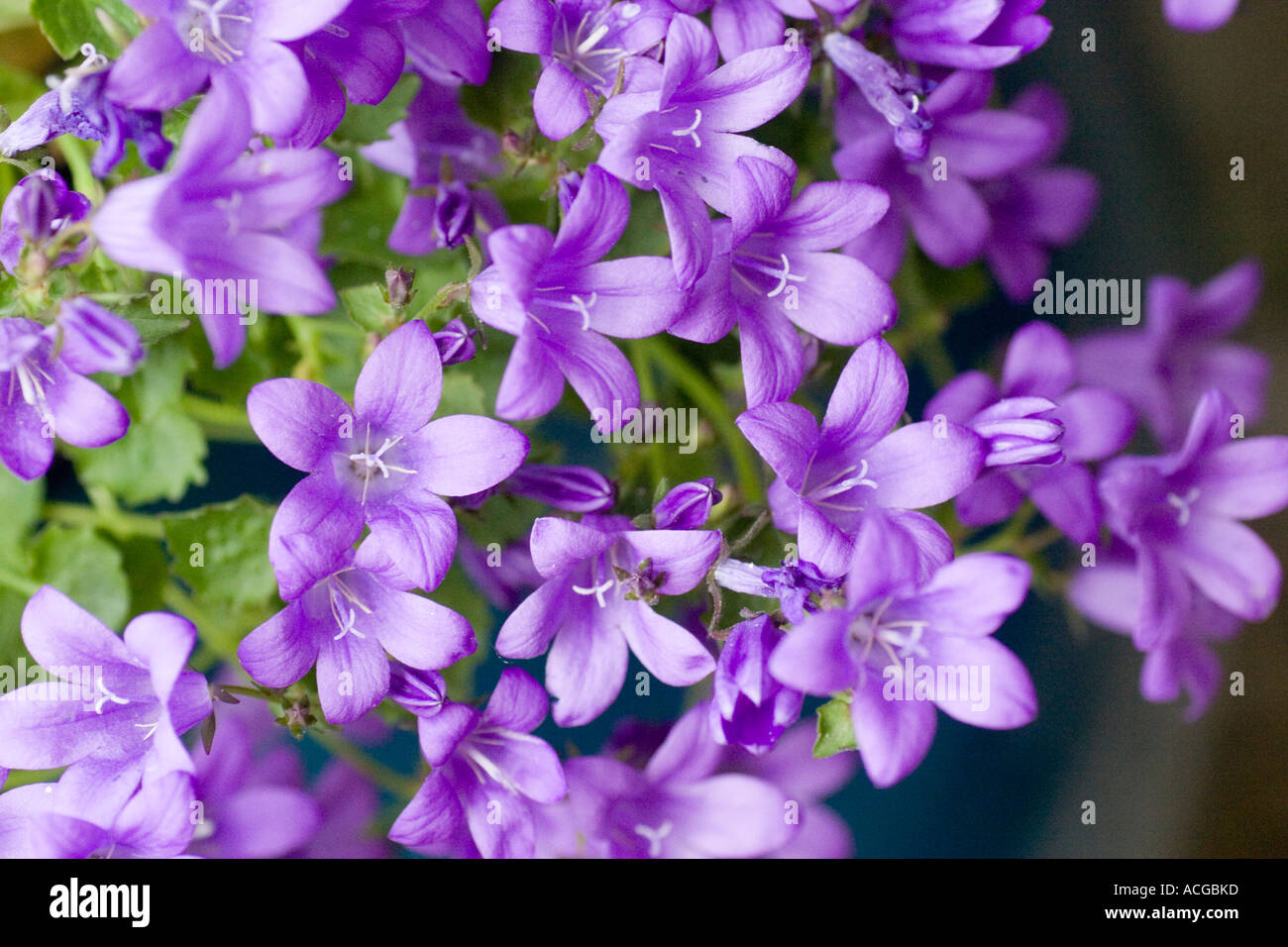 Companula hi-res stock photography and images - Alamy