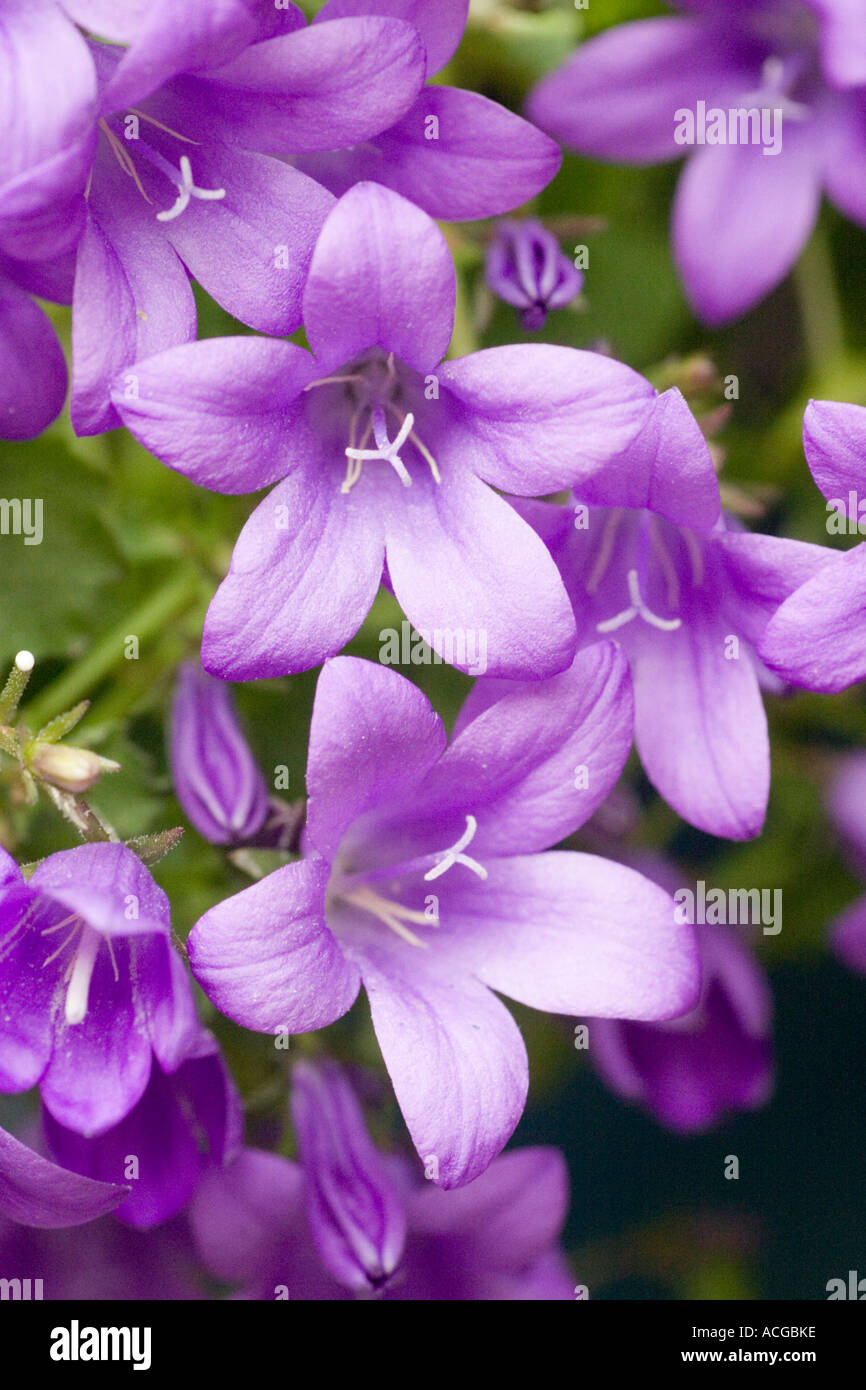 Companula hi-res stock photography and images - Alamy