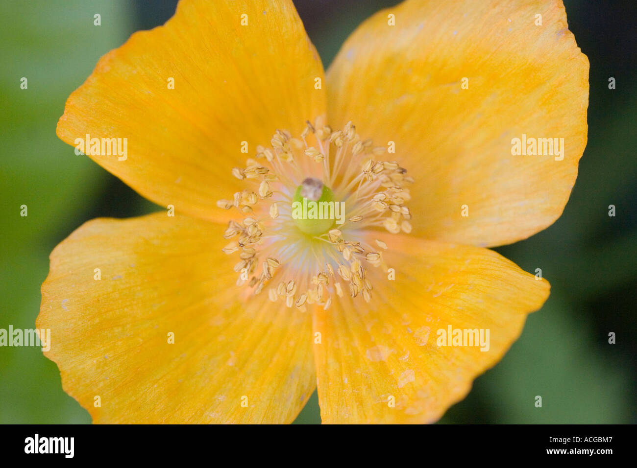 Close-up of yellow poppy Stock Photo - Alamy
