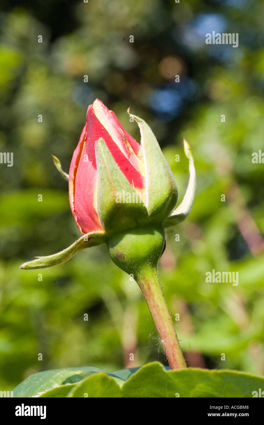 The bud of a rose hi-res stock photography and images - Alamy