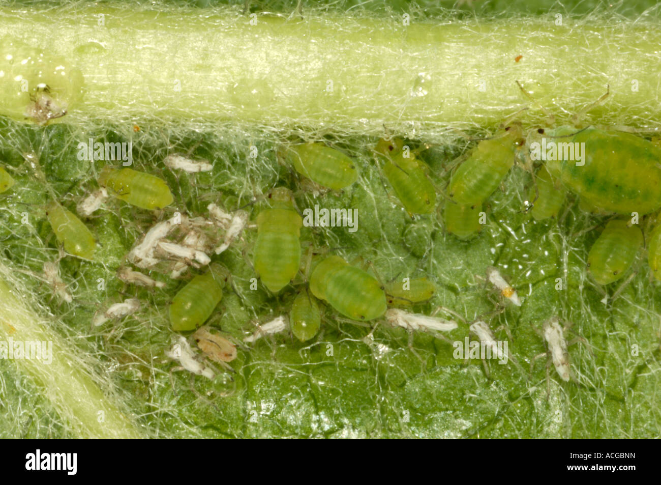 Apple aphid Aphis pomi infestation on Bramley apple leaf Stock Photo ...