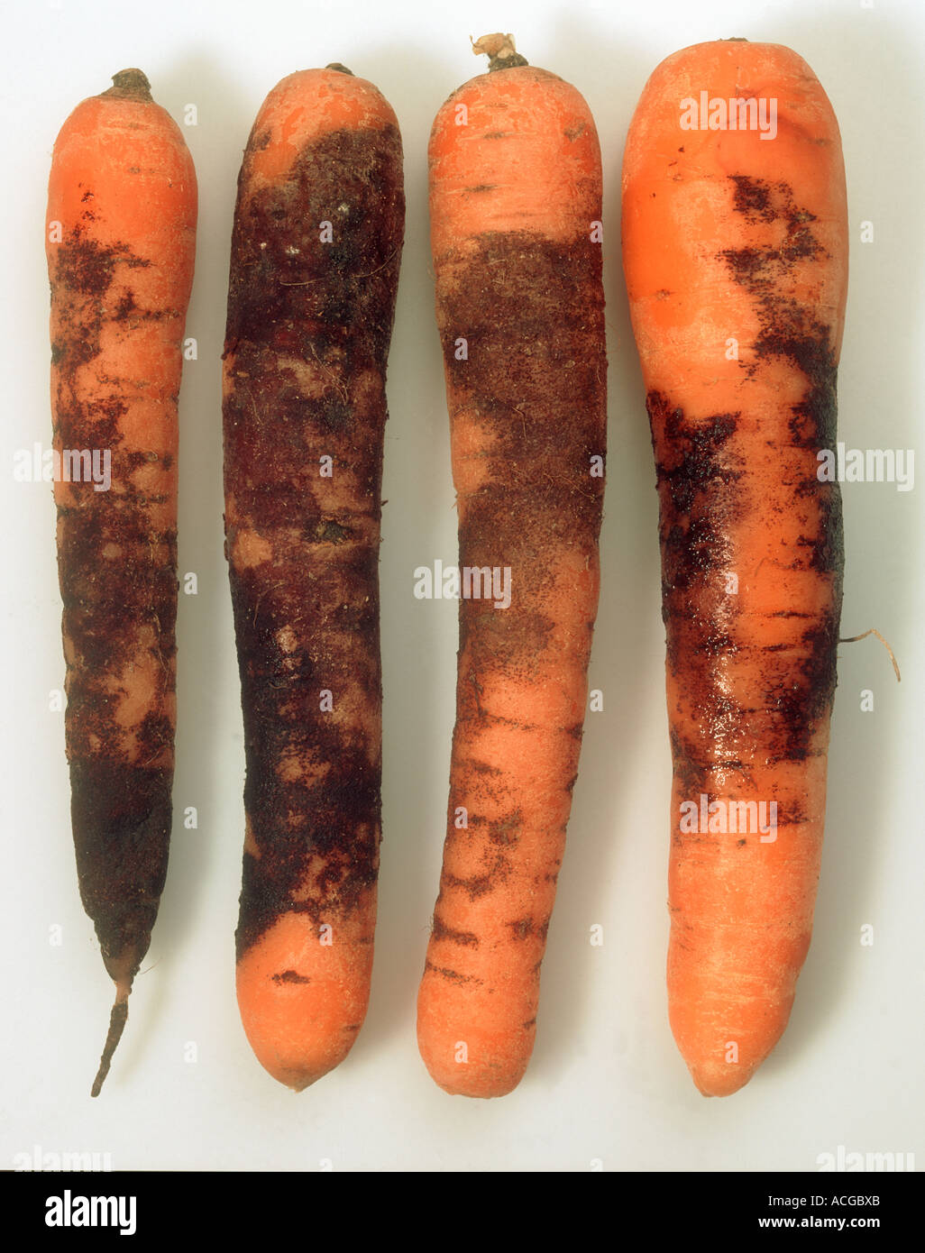 Violet root rot Helicobasidium purpureum root infection on carrots ...