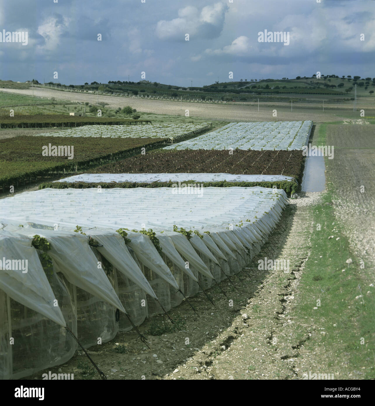 Table grapes net hi-res stock photography and images - Alamy