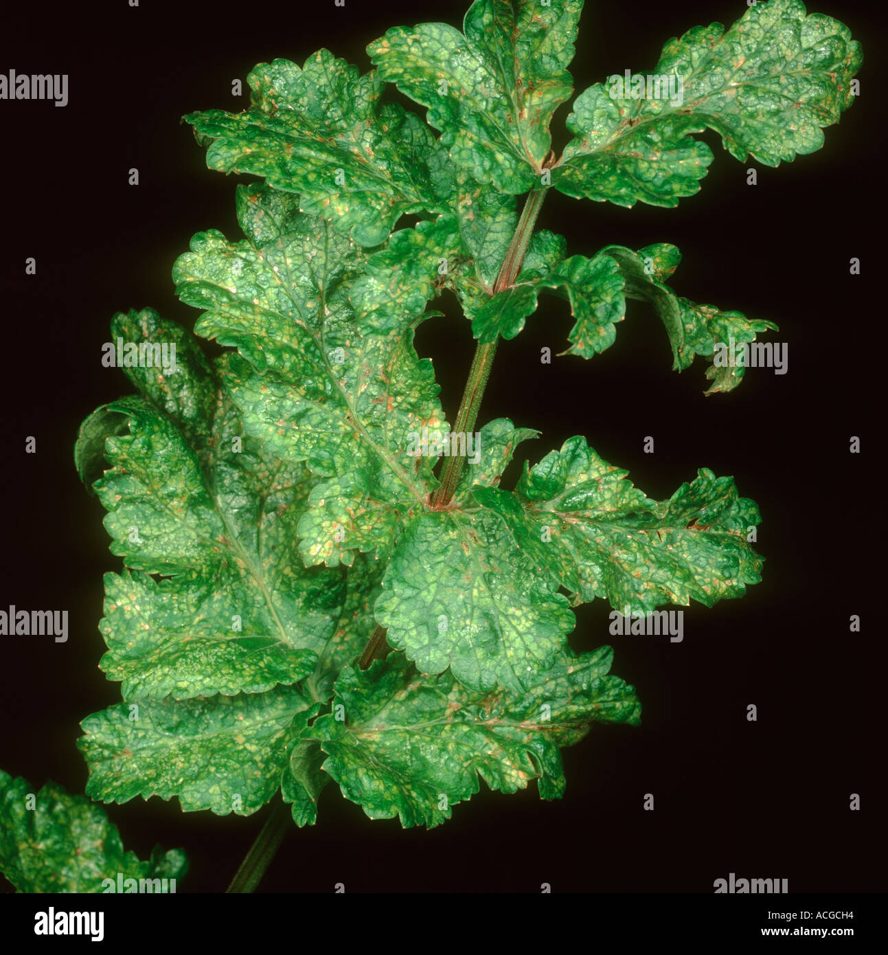 Mottling hi-res stock photography and images - Alamy