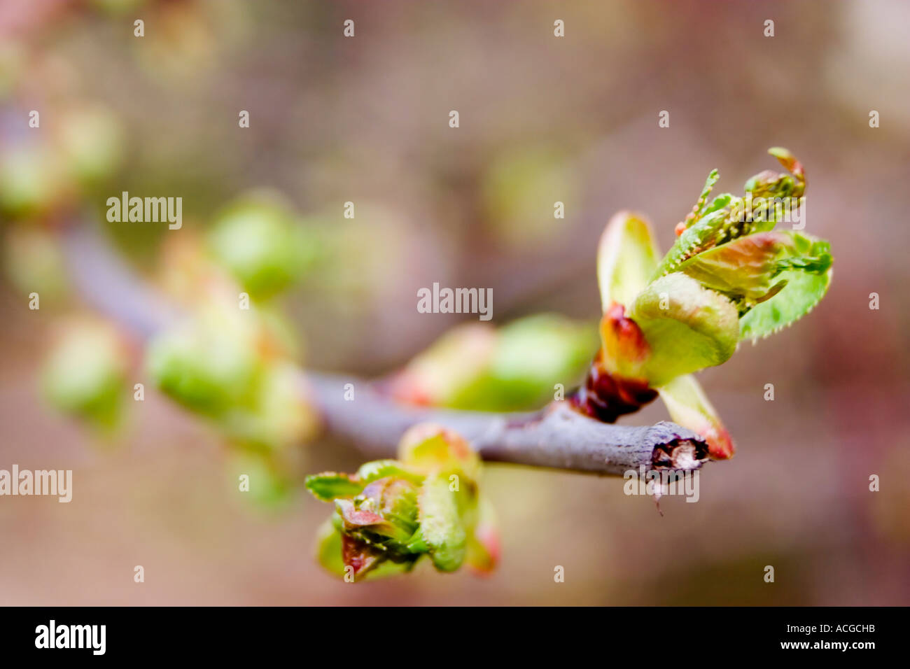 Signs of spring as new buds open on tree branches Stock Photo - Alamy