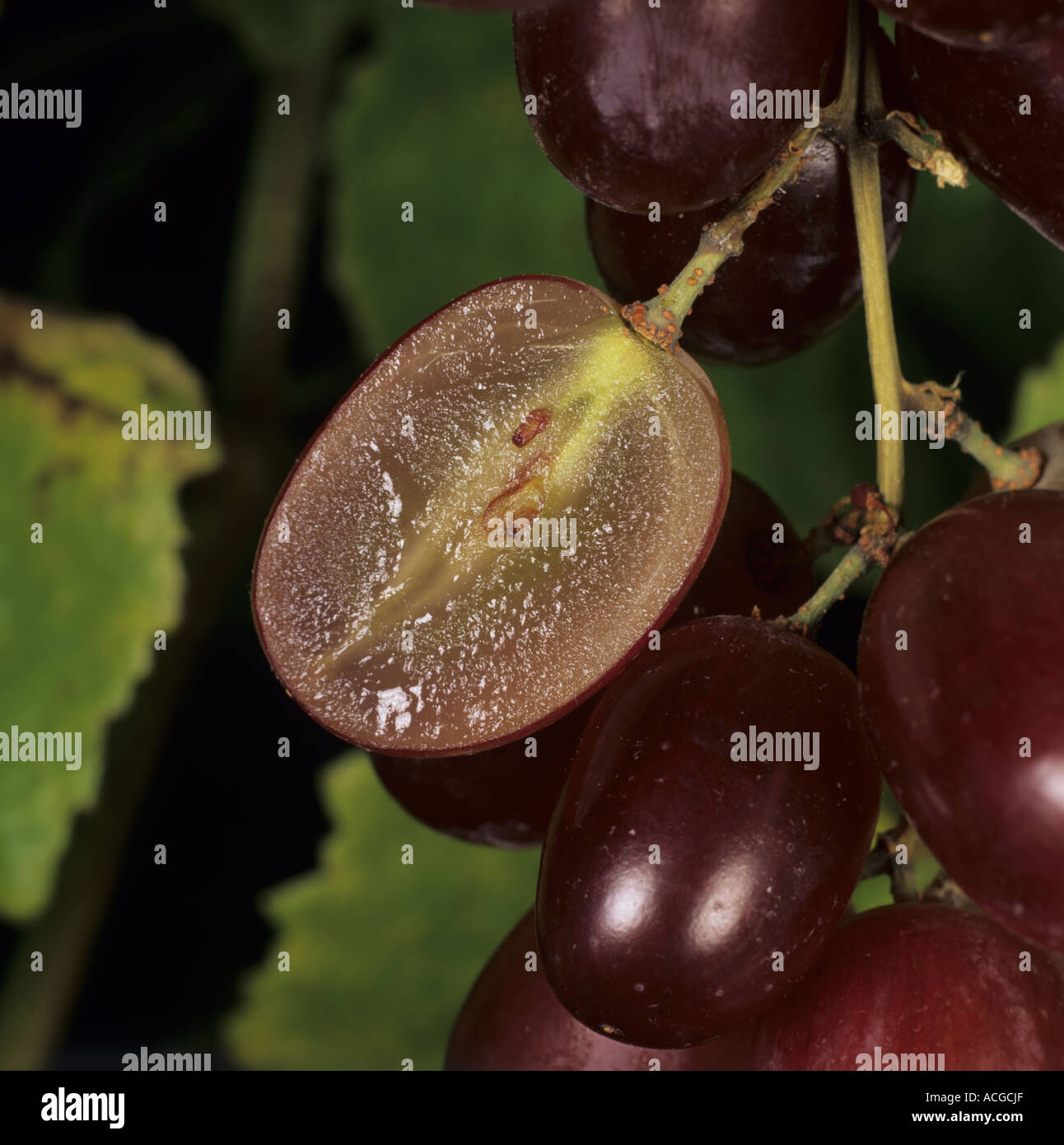 Seedless Grapes Stock Photos & Seedless Grapes Stock Images - Alamy