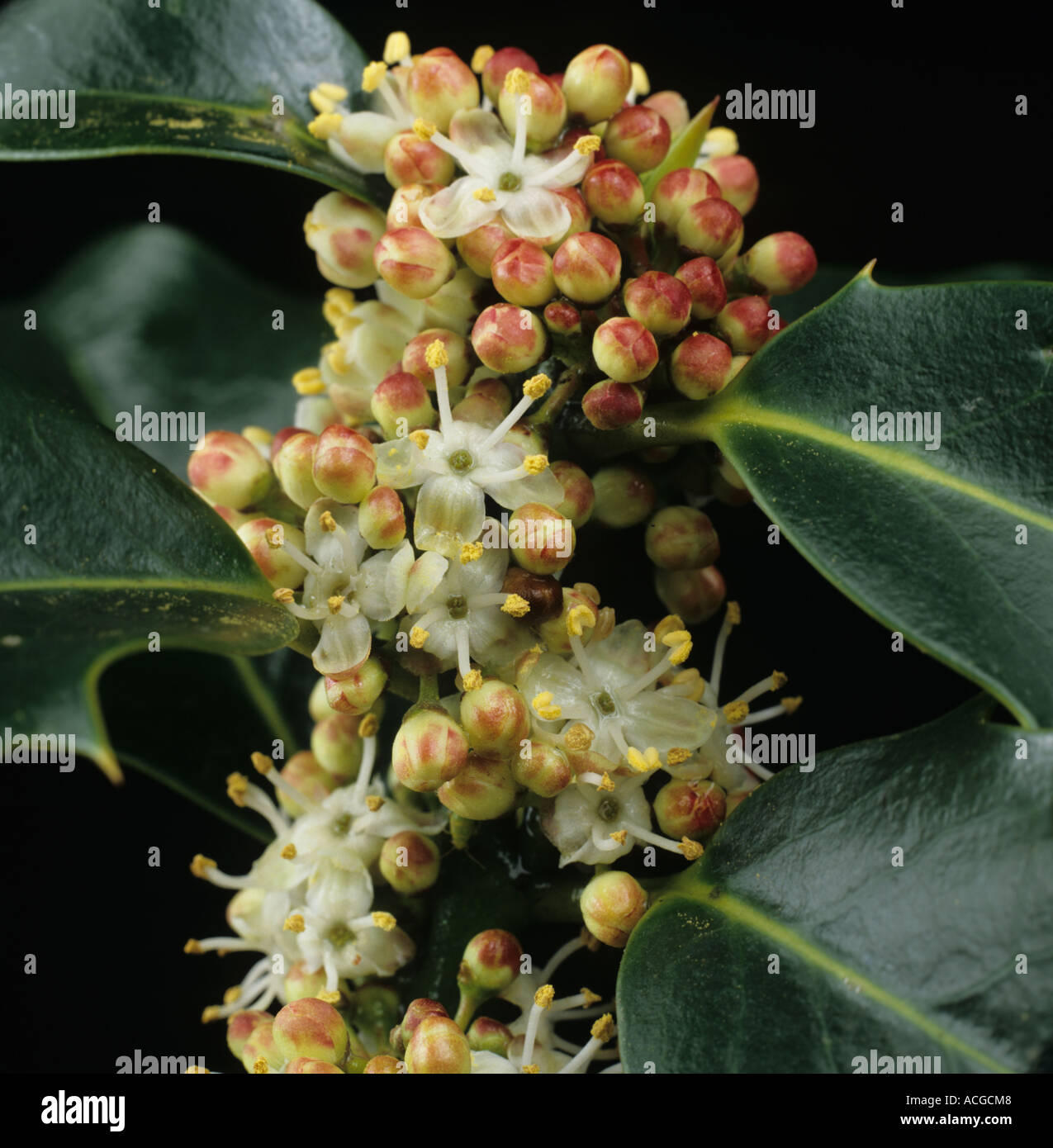 Male holly flowers Ilex aquifolium Stock Photo - Alamy