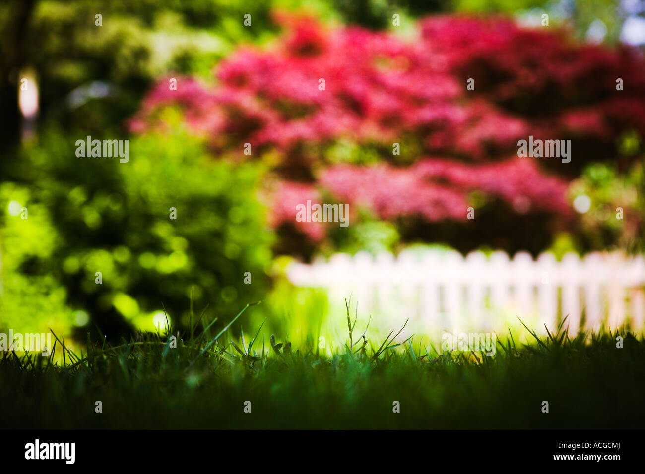 backyard in the spring vancouver british columbia canada Stock Photo ...