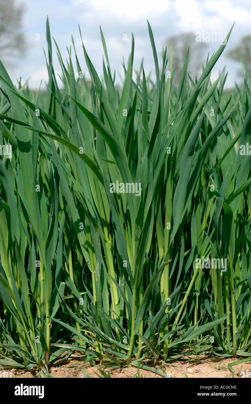 Oat plants avena sativa hi-res stock photography and images - Alamy