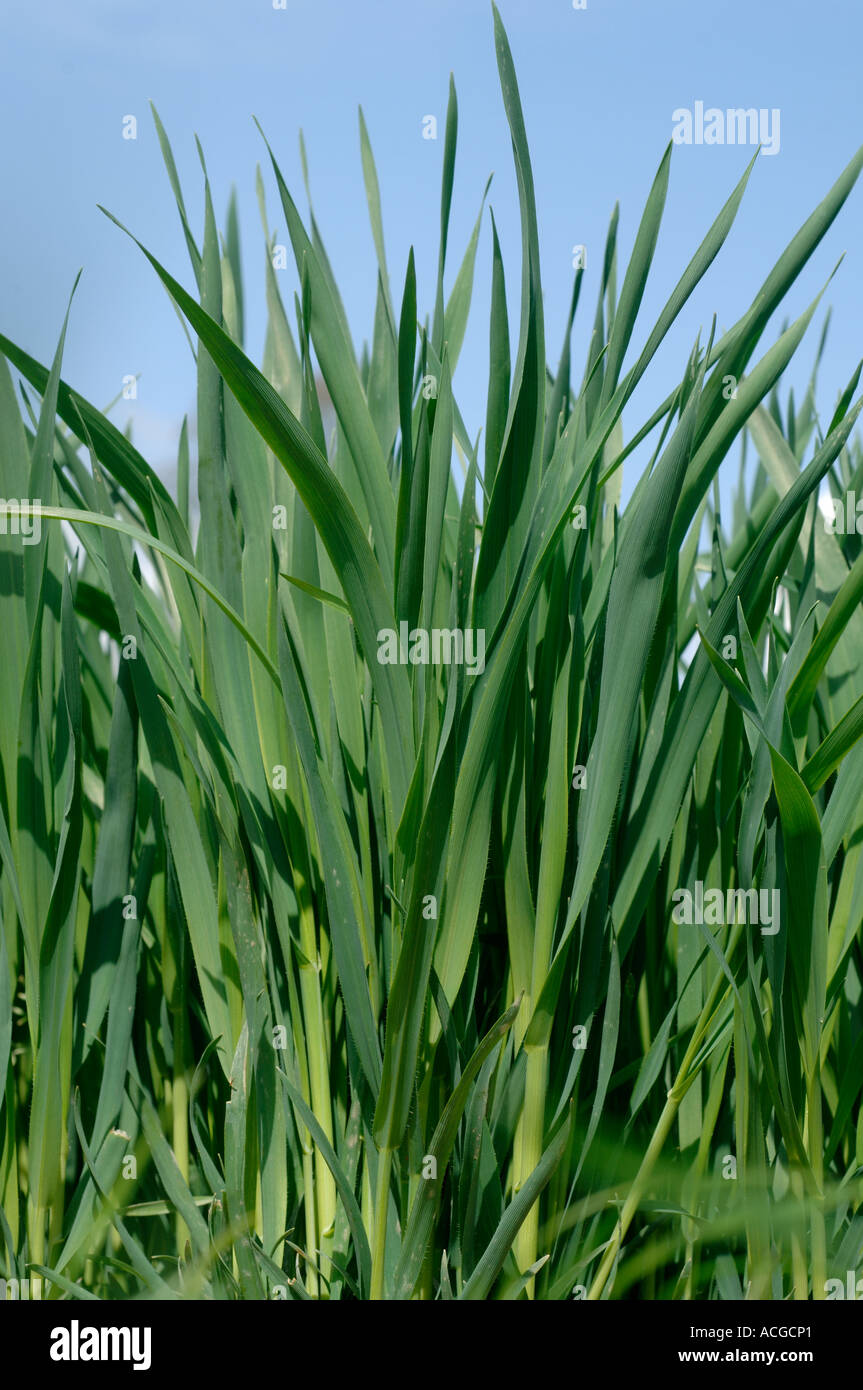 Healthy oats crop plants at approximately stage 30 Stock Photo - Alamy