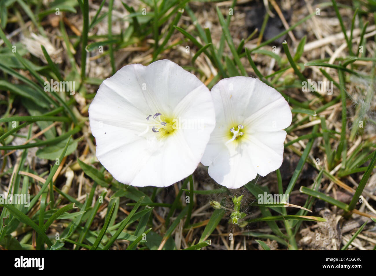 Alamy flower photography hi-res stock photography and images - Alamy