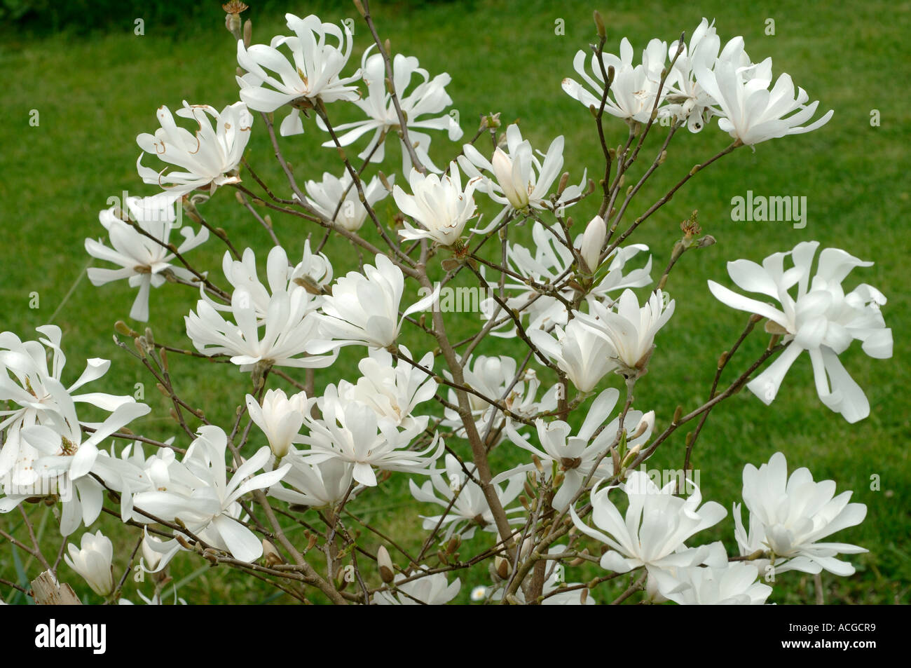 White flowers on star flowered magnolia Magnolia stellata Stock Photo ...