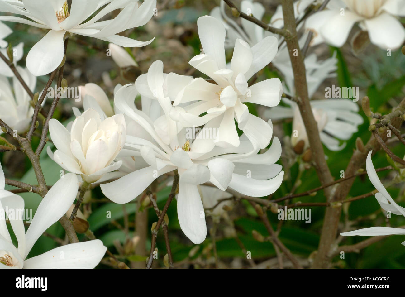 White flowers on star flowered magnolia Magnolia stellata Stock Photo ...