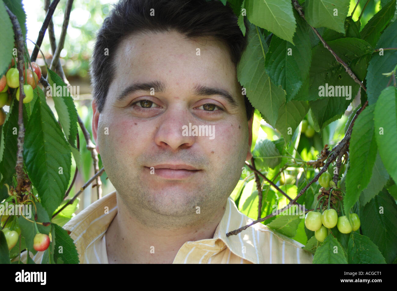 The man in the cherry garden Stock Photo - Alamy