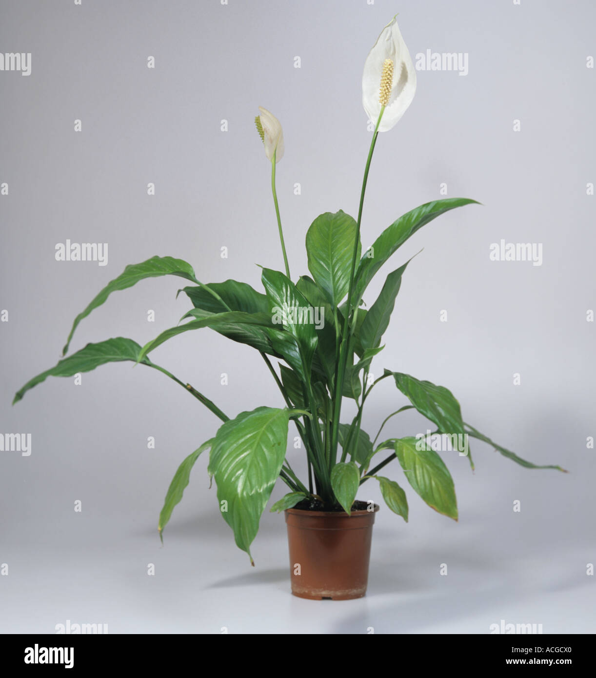 Peace lily Spathyphyllum wallisii flowering house plant Stock Photo - Alamy