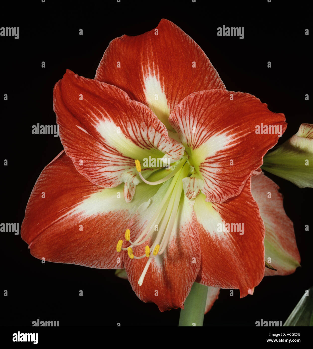 Red And White Amaryllis High Resolution Stock Photography and Images ...